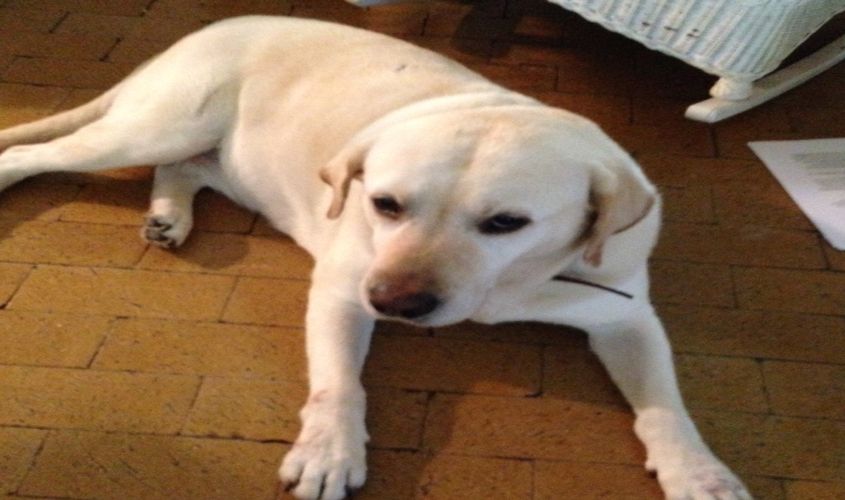 Daisy has been FOUND - MageeNews.com