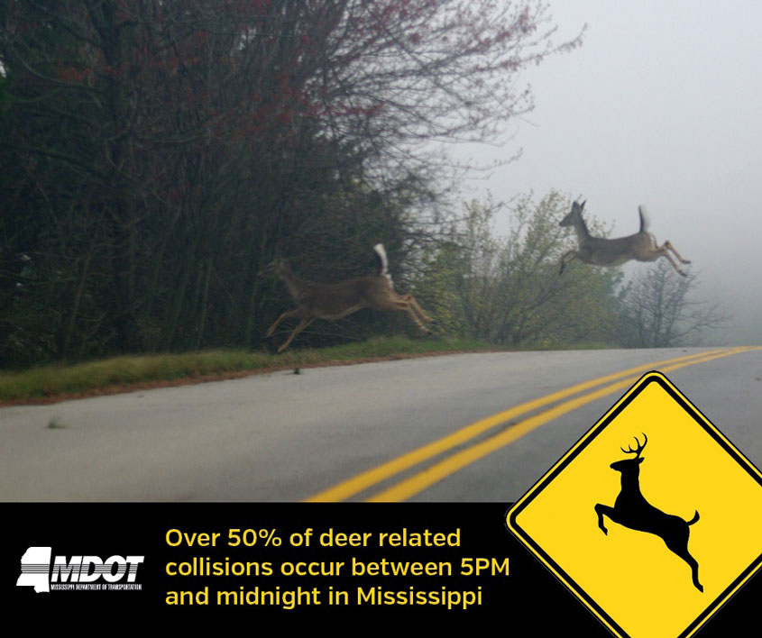 Drive Safe through Deer Season Danger - MageeNews.com