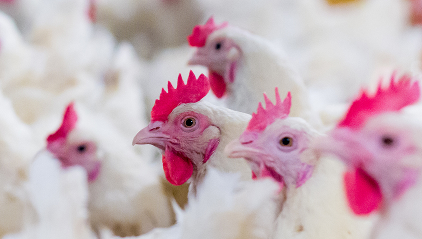 Tip Top Poultry is Likely Key to the Mystery Listeria Outbreak ...