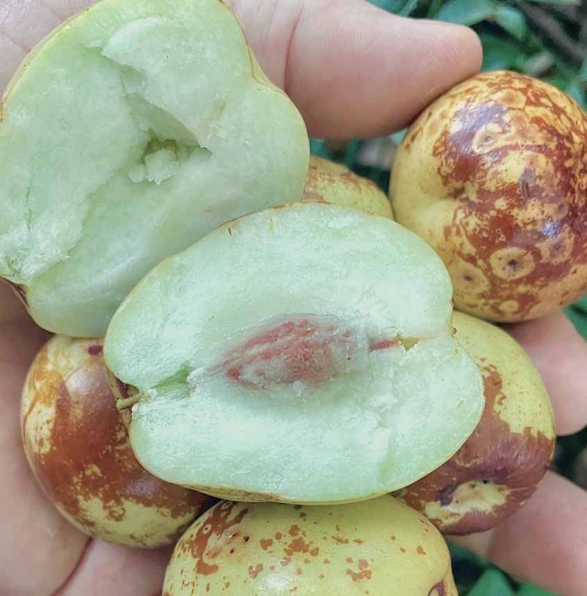 Zizyphus jujuba–Fruit Tree - MageeNews.com