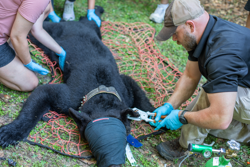 Tracking Success: MDWFP Advances Black Bear Research - MageeNews.com